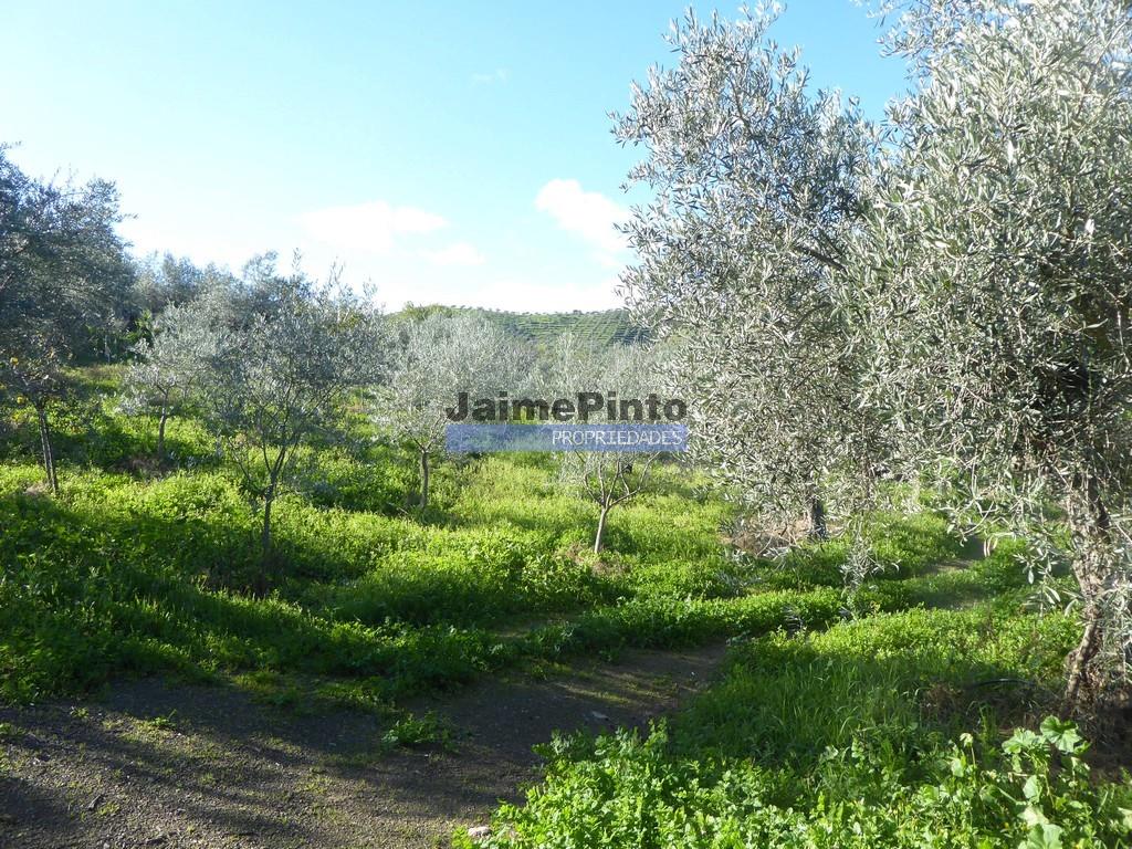 45.000M2 Olival e ruína. Portugal, F.C. Rodrigo, Barca d’Alva.
