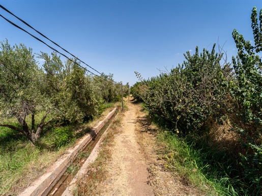 Achat terrain Maroc : 28 biens à vendre en exclusivité | Green Acres