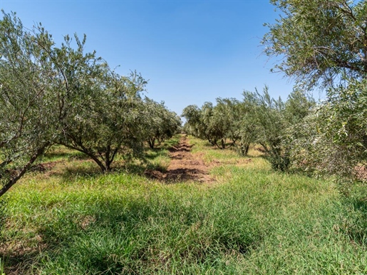 Achat terrain Maroc : 35 biens à vendre en exclusivité | Green Acres